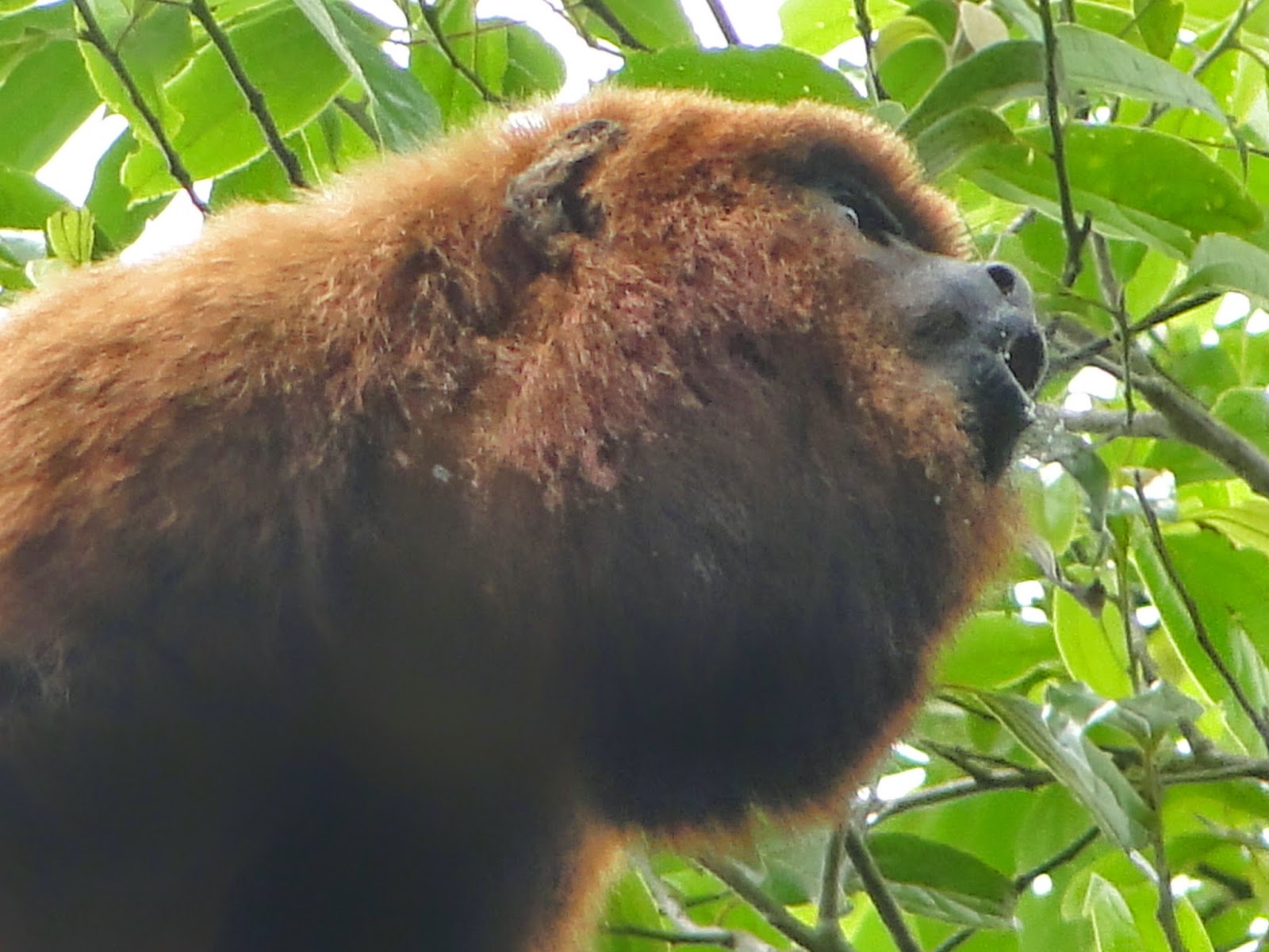 Marcelo Hübel: Macaco / Bugio-ruivo / Alouatta guariba em São Bento do ...