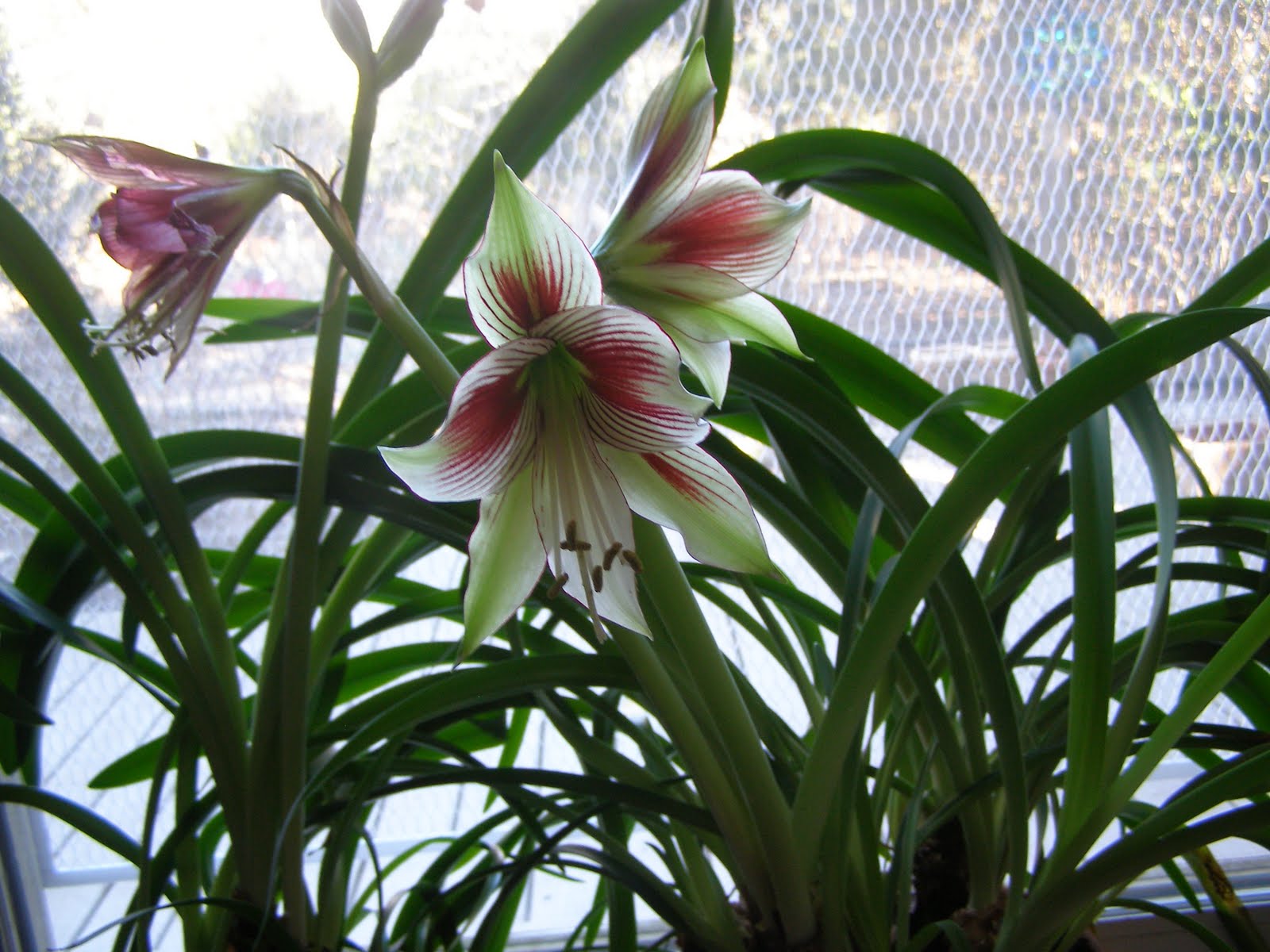 Vinlands Icelandics: Amaryllis