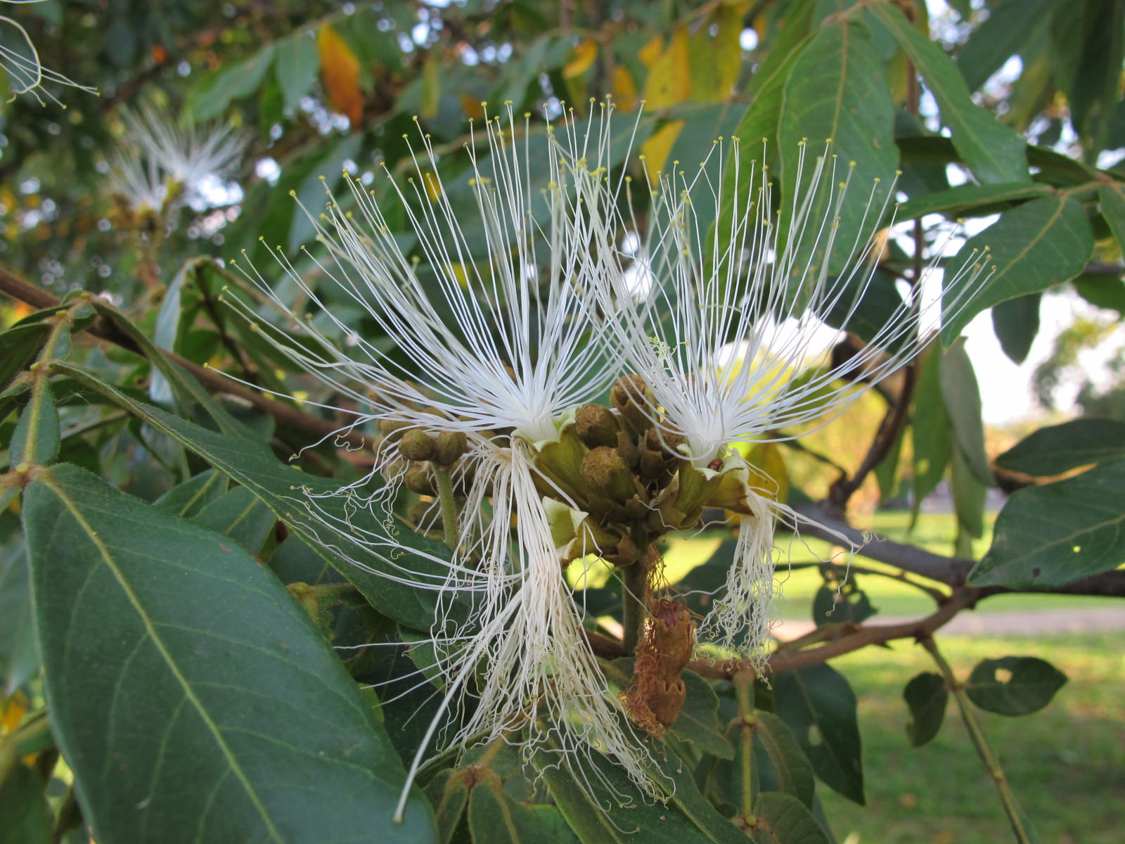 Fabaceae - Leguminosae no Brasil: Fabaceae - Inga vera Willd. -inga-