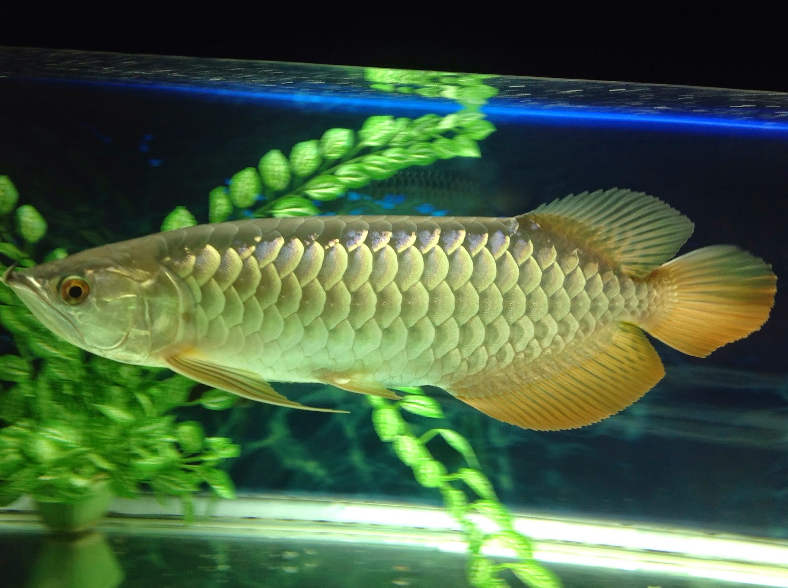 KIENDONG: Kinh nghiệm chọn mua cá Kim Long (cá rồng)