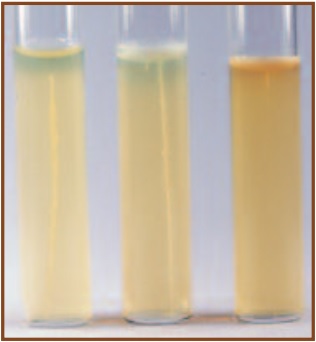 [Microbiology] Atlas of Aerotolerance | Free Medical Atlas