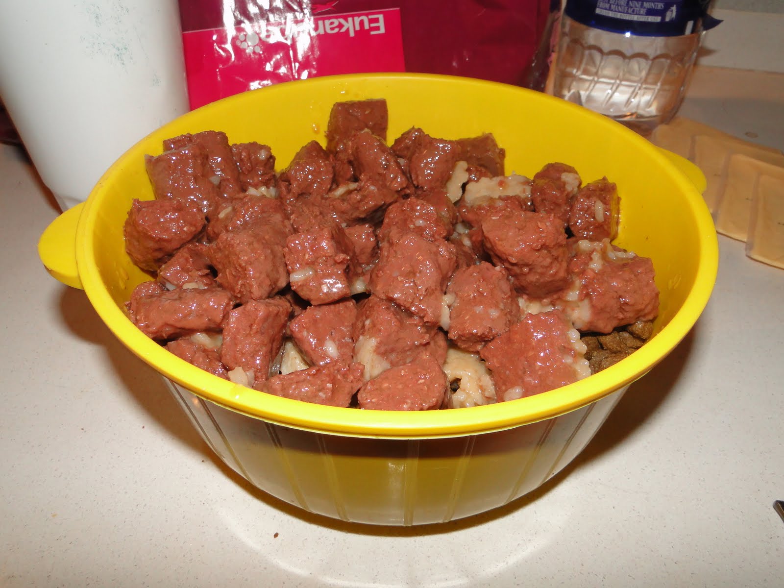 The India Adventure: Proper Feeding of Shogun the Dog