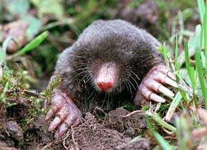 Le Café-philo de droite: LA TAUPE A QUEUE GLABRE