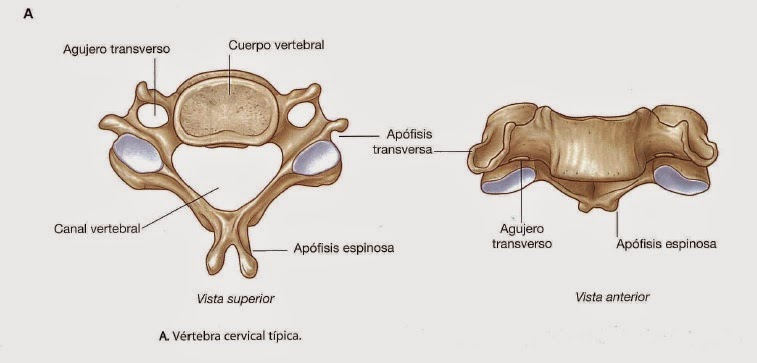 Anatomía de la columna vertebral: ANATOMÍA BÁSICA DE LA COLUMNA VERTEBRAL