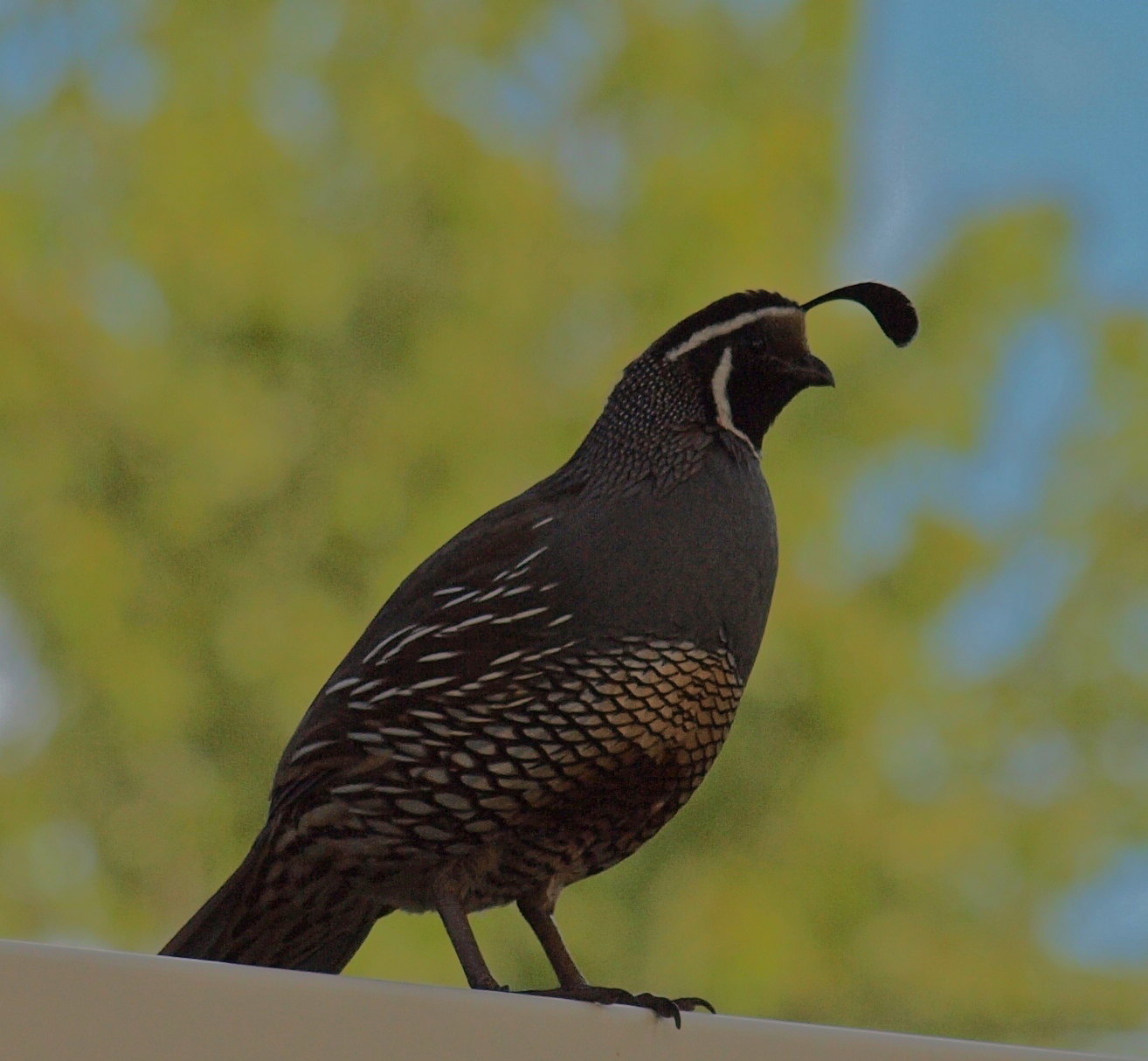 Birding Is Fun!: California Quail