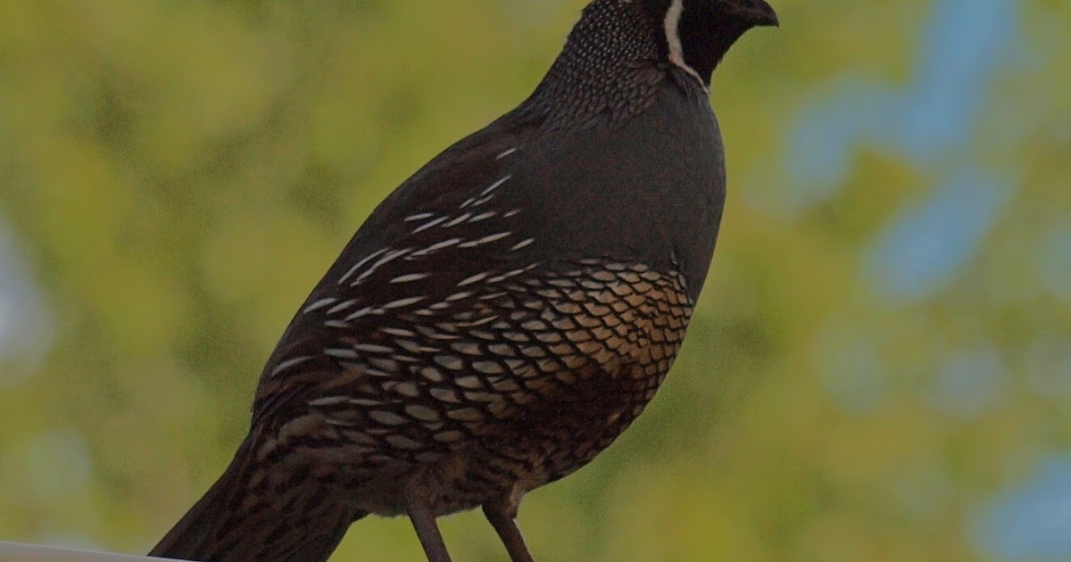Birding Is Fun!: California Quail