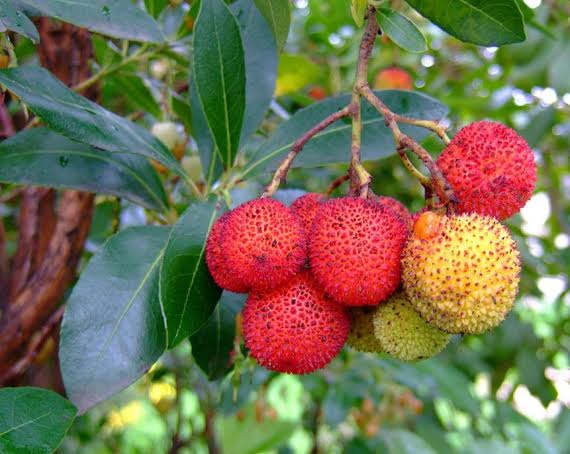 Garfadas on line: Festival do Medronho em Monchique