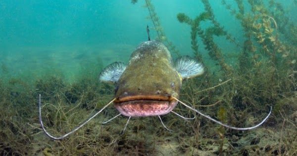 The Many Sizes of Catfish