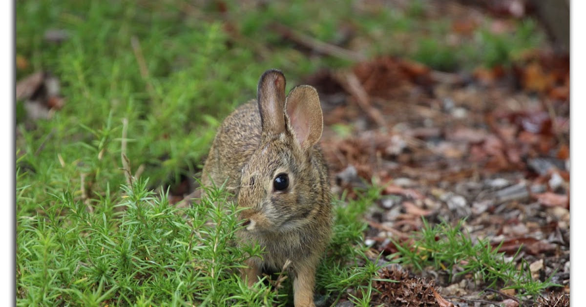 Henry S. Estes Photography: Wascally Wabbit