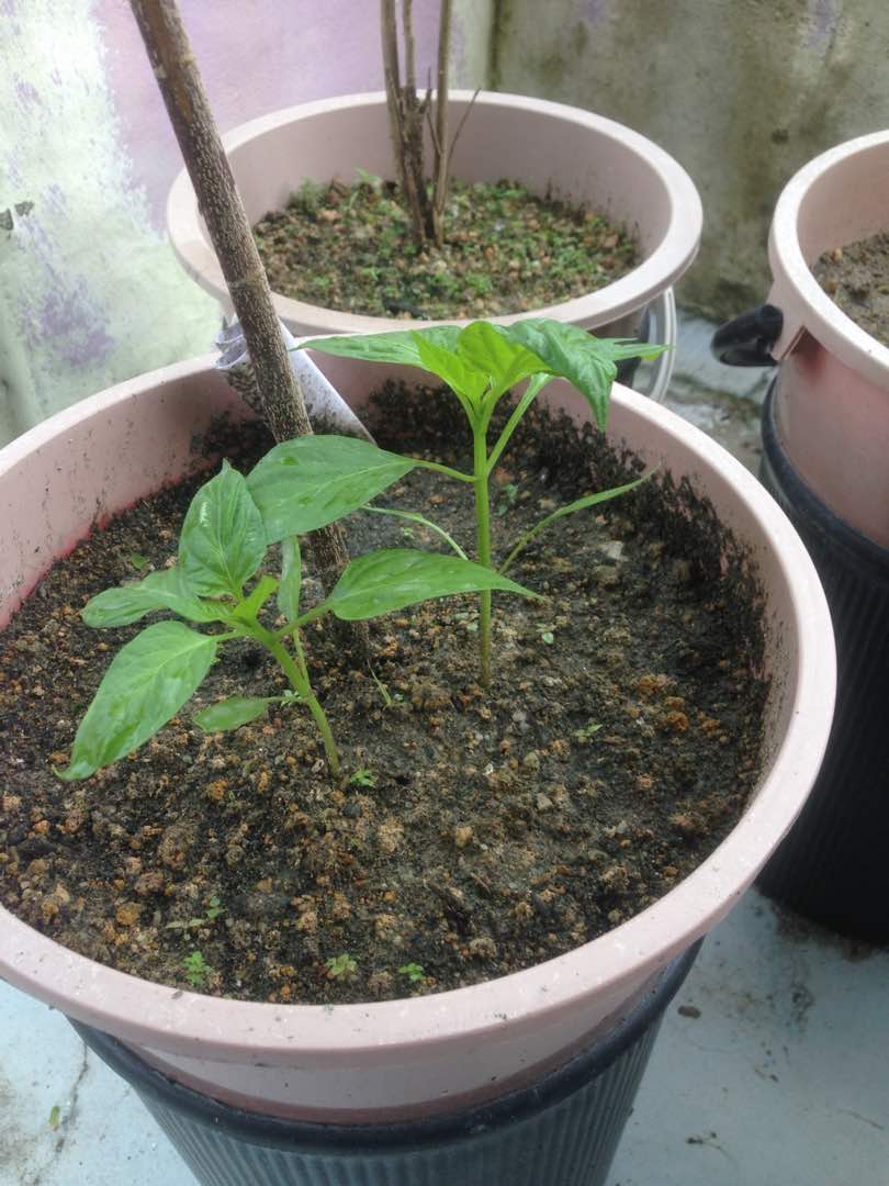 Jom Tanam Sayur ( JTS ) : Tanam Cili Benggala Kuning dalam NR2Jom Tanam ...