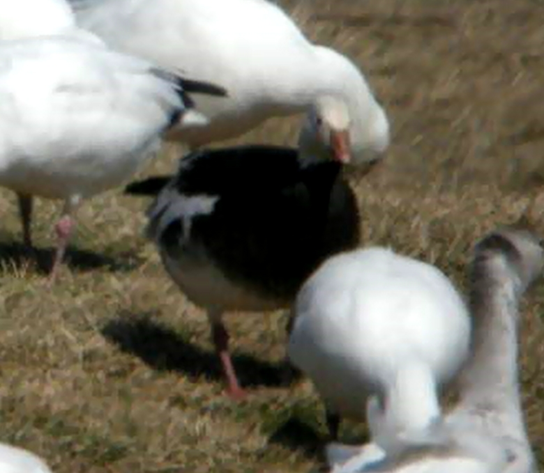 Avian Tendencies: possible dark morph Ross's Goose- an ID quandary