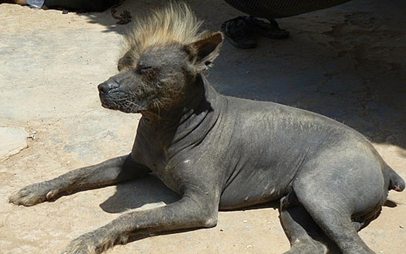 facepau: Las 12 razas de perros más raras y hermosas del mundo. La #7 ...