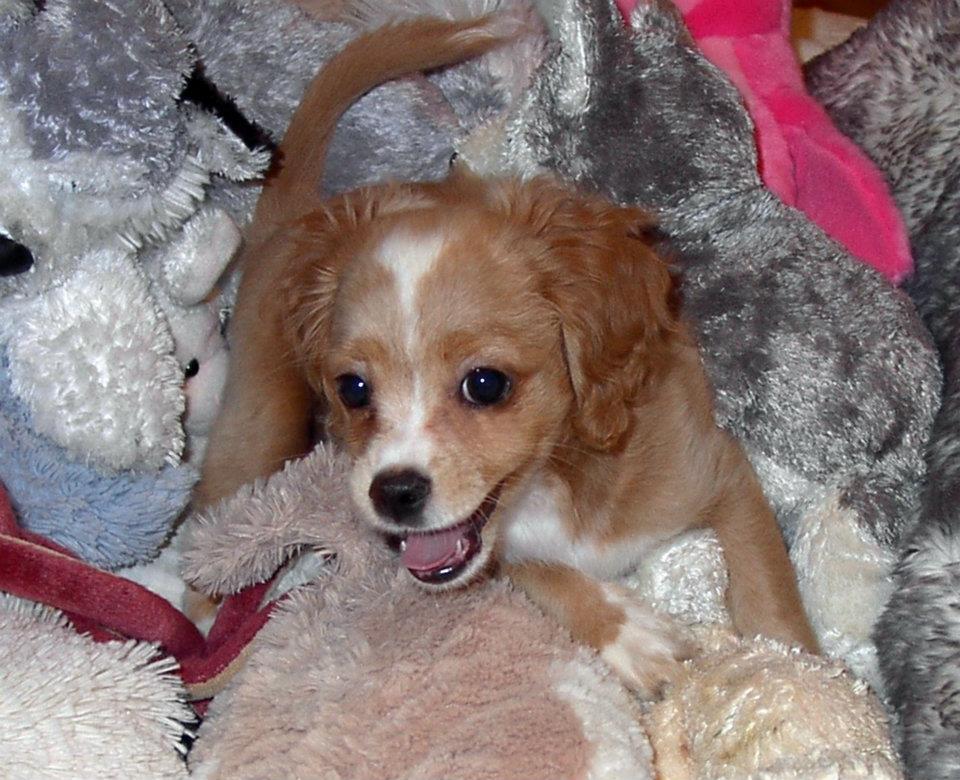 Chi-Spaniel: 10 Week Old ChiSpaniel Puppy