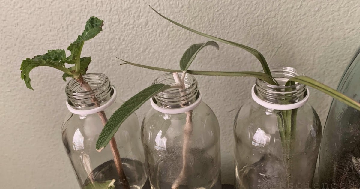 EARTH by artscience84: The Glass Bottle Test Tube Method of Propagation