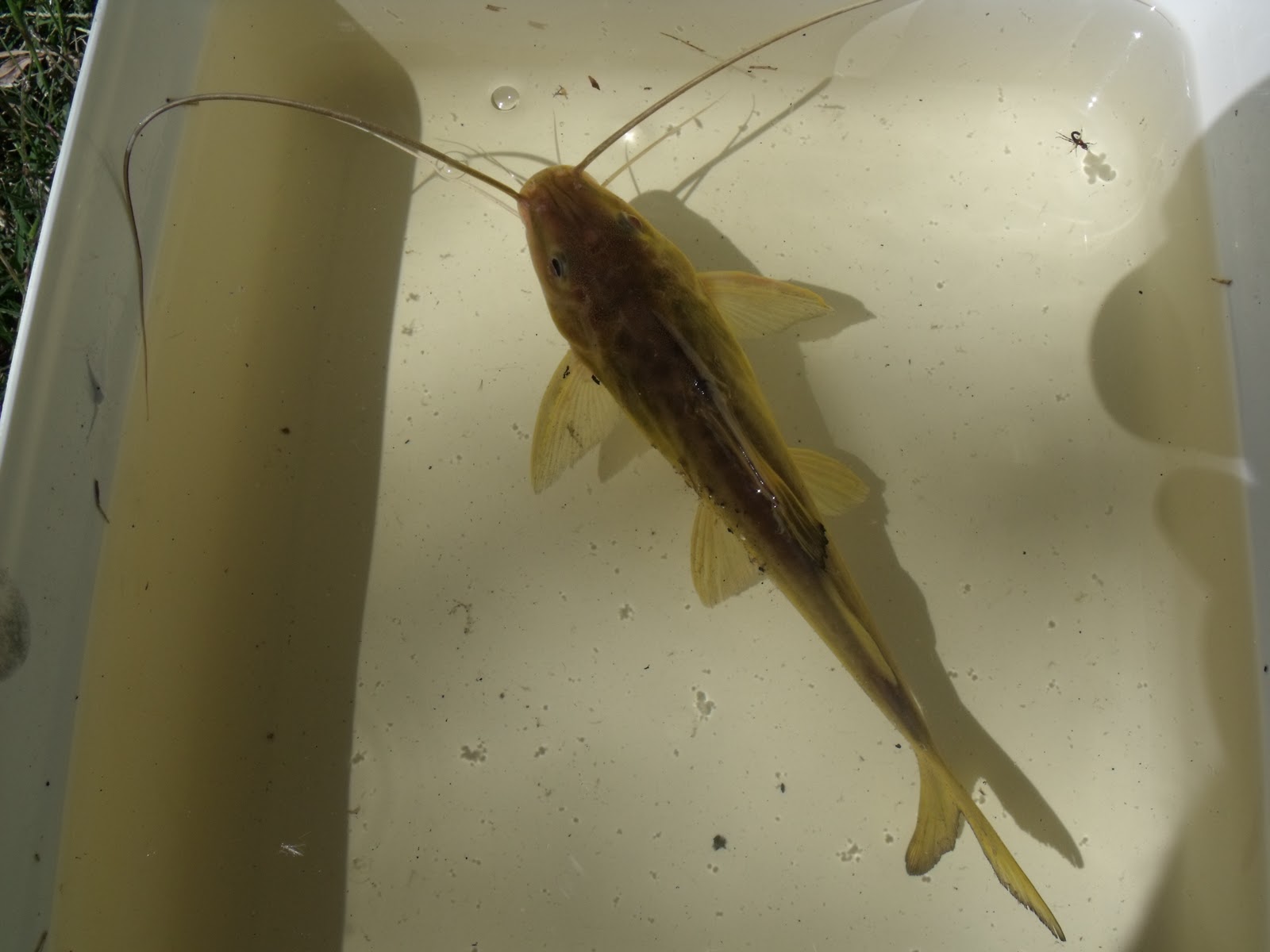 NATURALEZA Y CULTURA: Bagre Amarillo