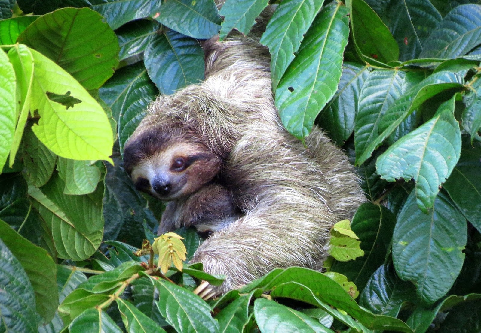 Brown Three-toed Sloth with Baby - Travels With Birds