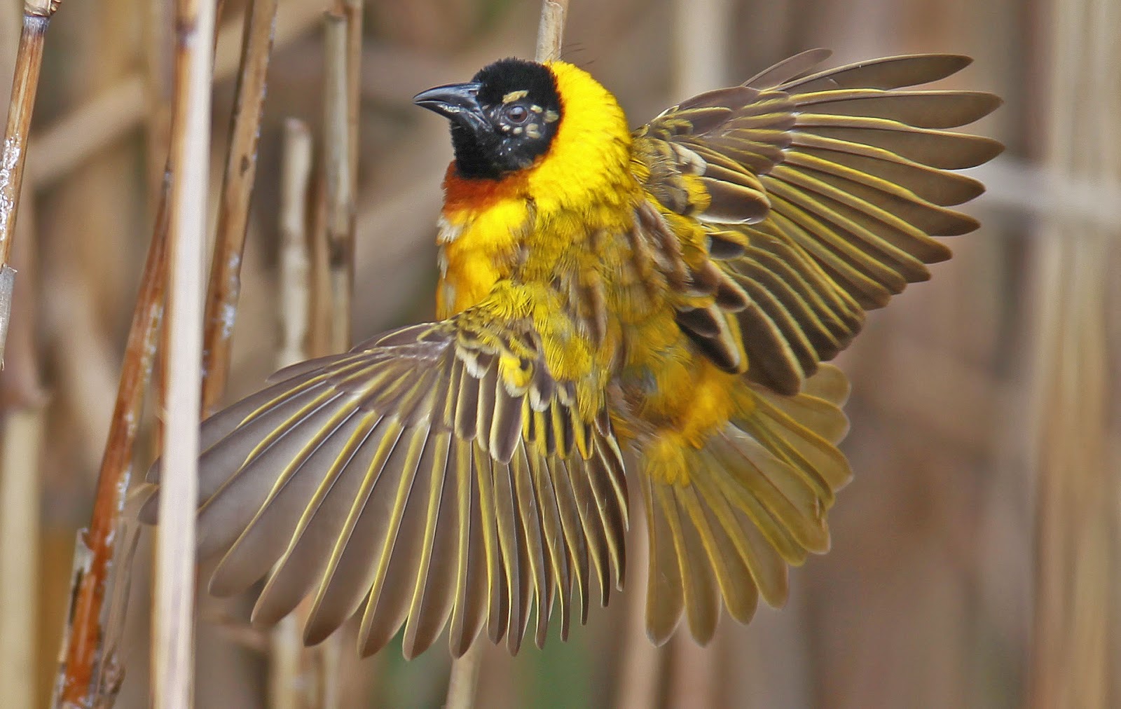 Roadrunners Mike and Linda: Black Headed Weaver birds breeding on the ...