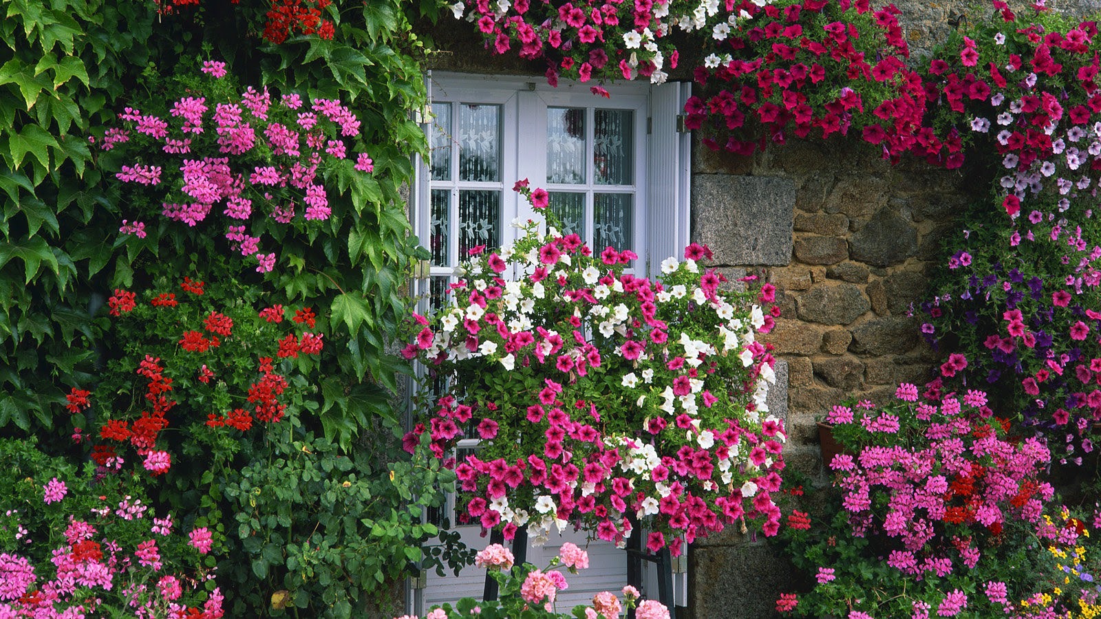 Elmehet a szépek közt - Muskátli gondozása
