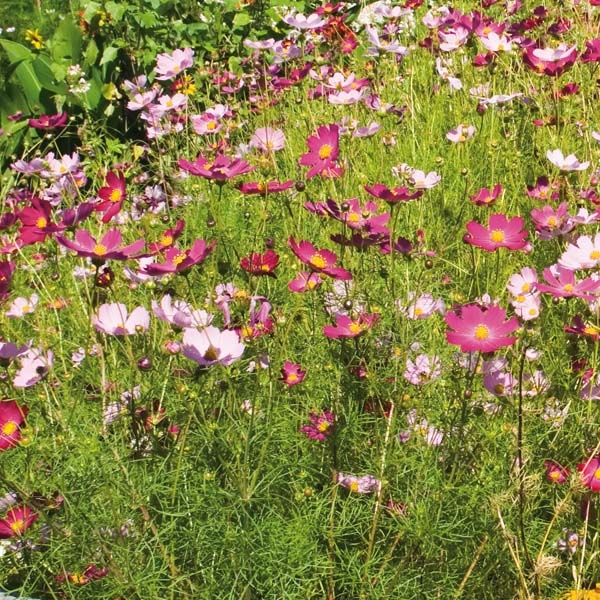 ANEKA BENIH TANAMAN: Benih Bunga Cosmos Sensation Mixed
