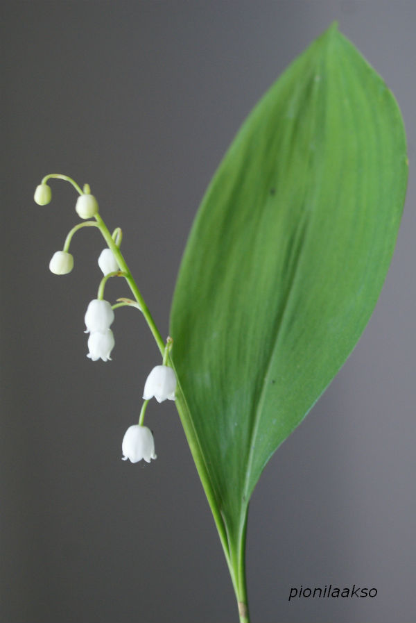 Kakkuateljee Pionilaakso