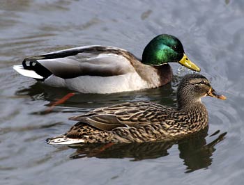 Marie Winn's Central Park Nature News: Holden & the Ducks ...yet again
