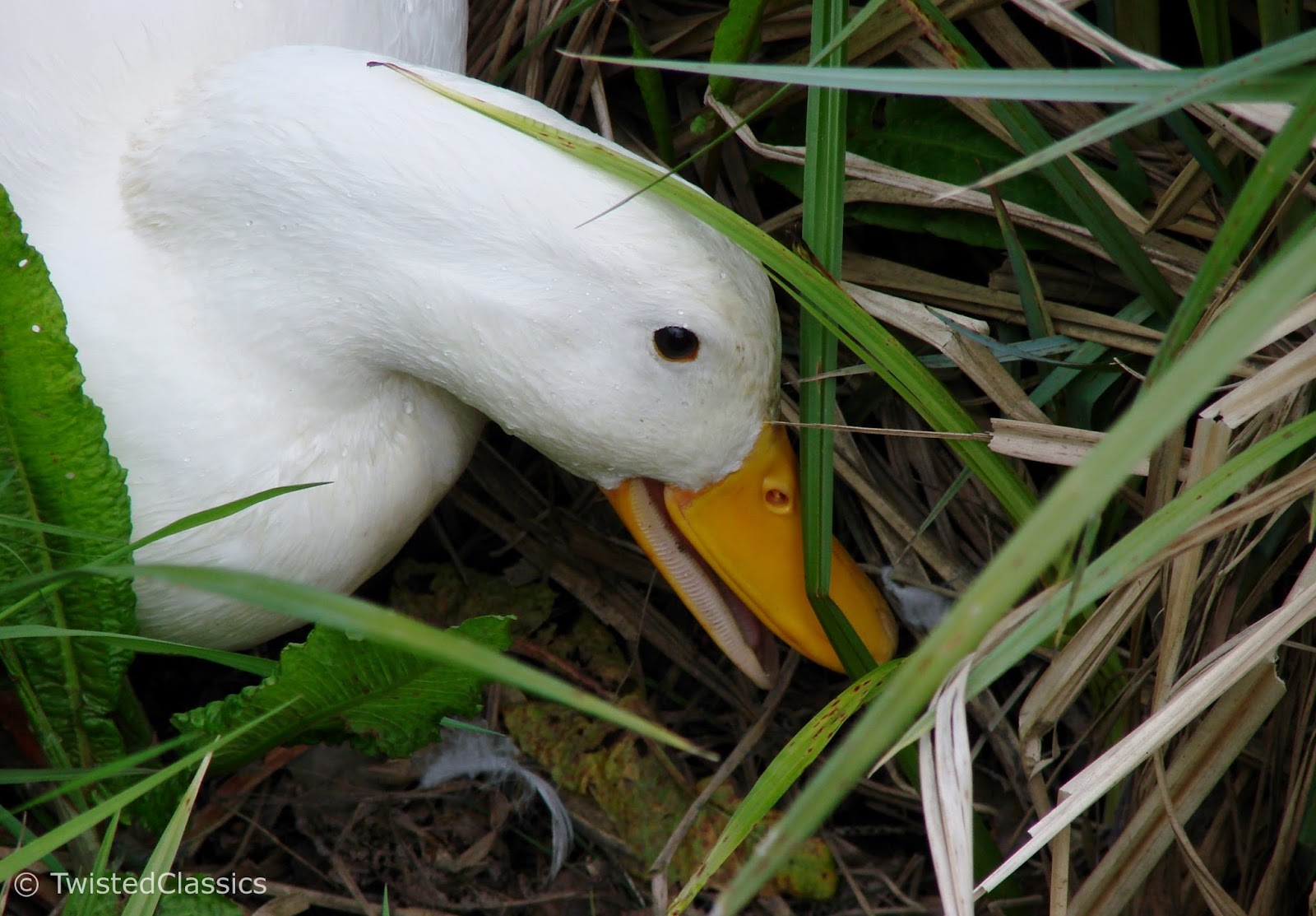 Birds and wildlife: 2 beautiful quacking white ducks