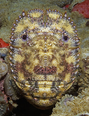 Real Monstrosities: Slipper Lobster