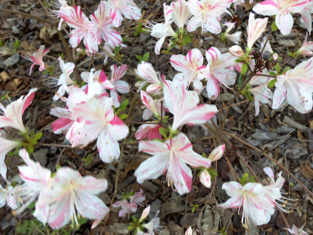 Orange explains it all: National Arboretum Azalea Collection