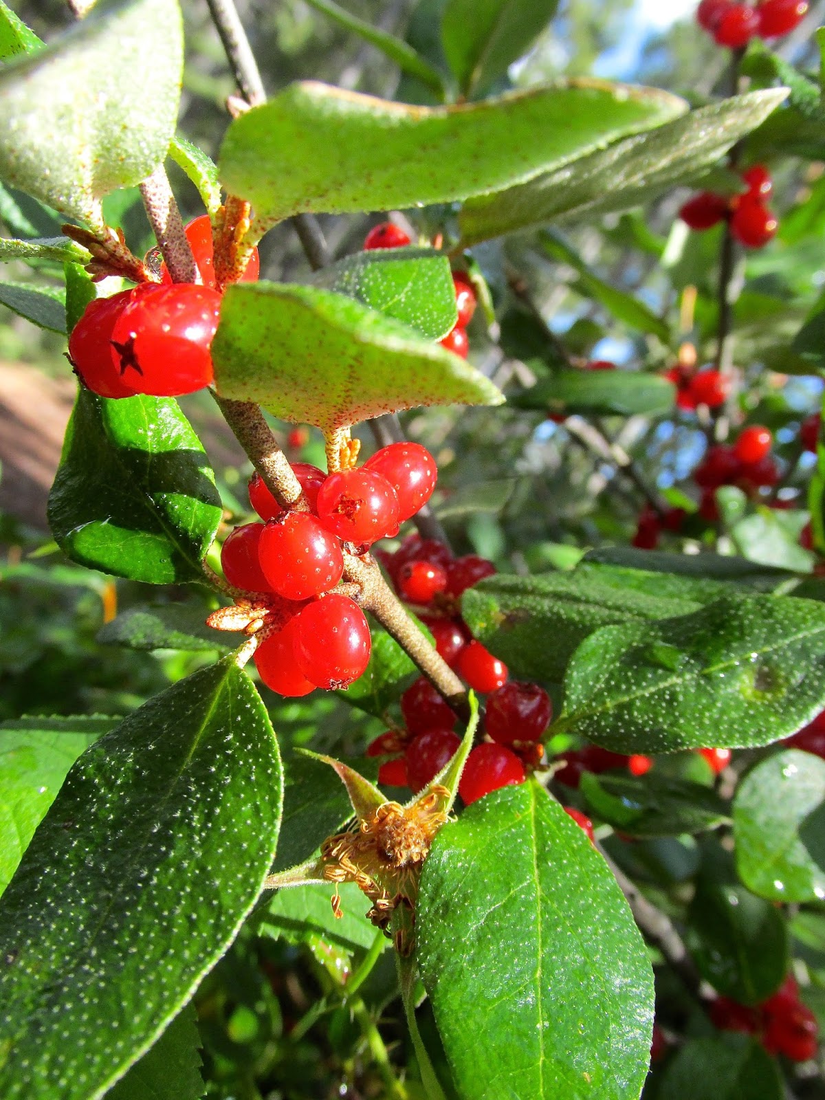 Travel With Whippets: Lake Louise --- Banff National Park
