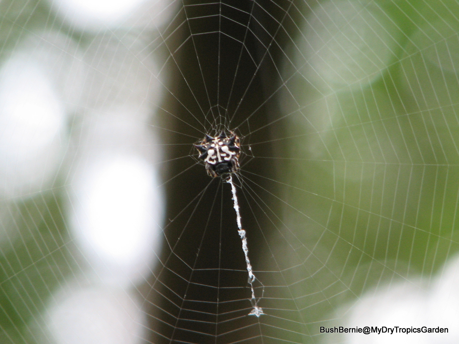 Bush Bernie's Blog: Wildlife on Wednesday ... It's A Jewel Spider
