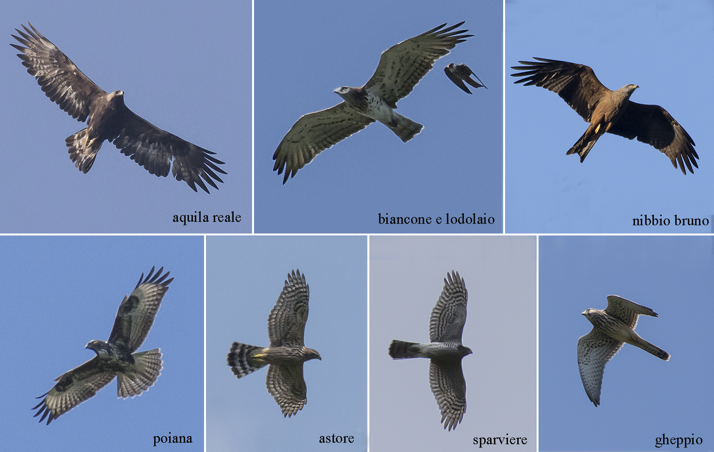 C.R.O.S. Varenna: Rapaci