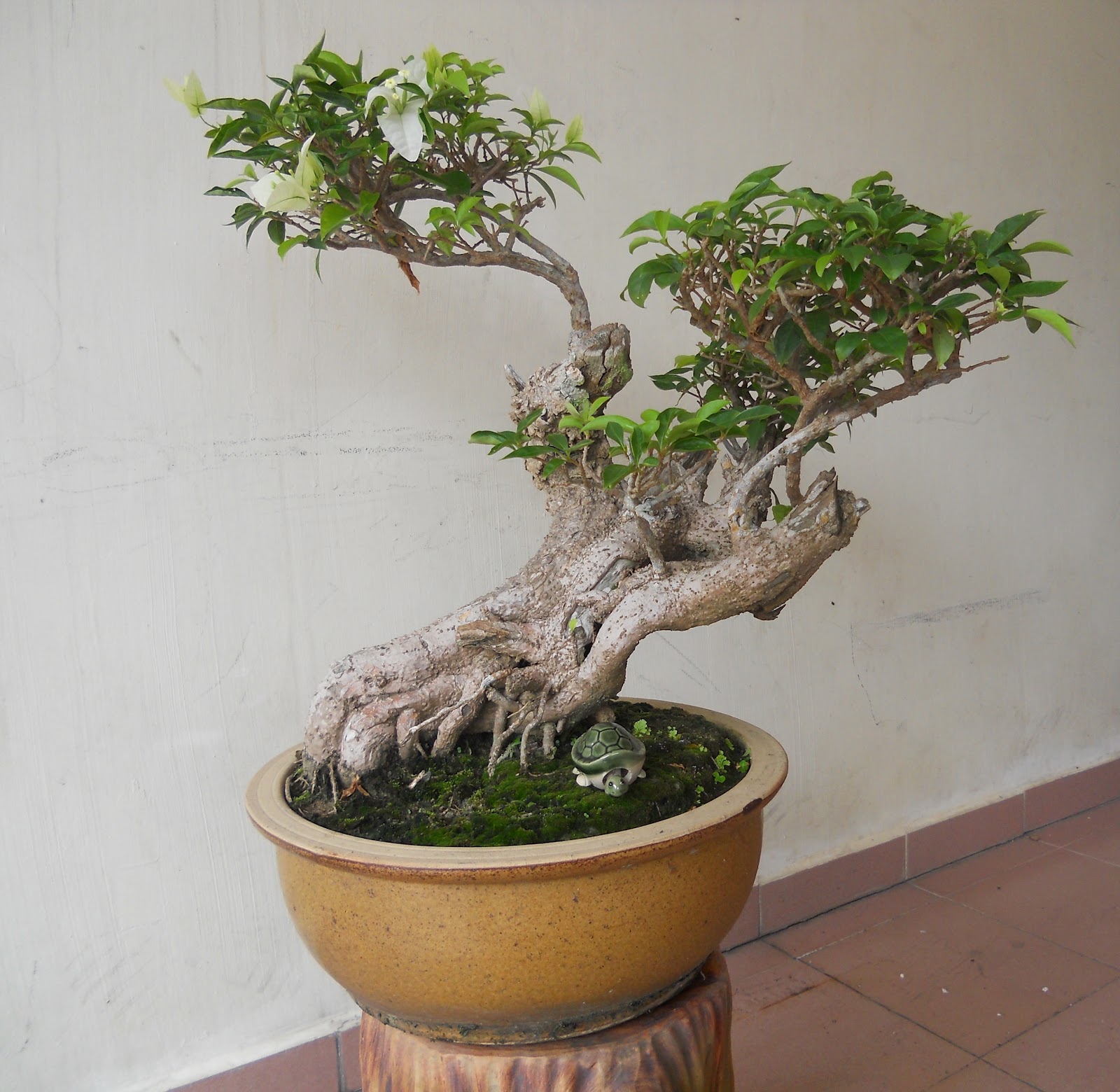 *: Keunikan BONSAI, kreativiti pemiliknya
