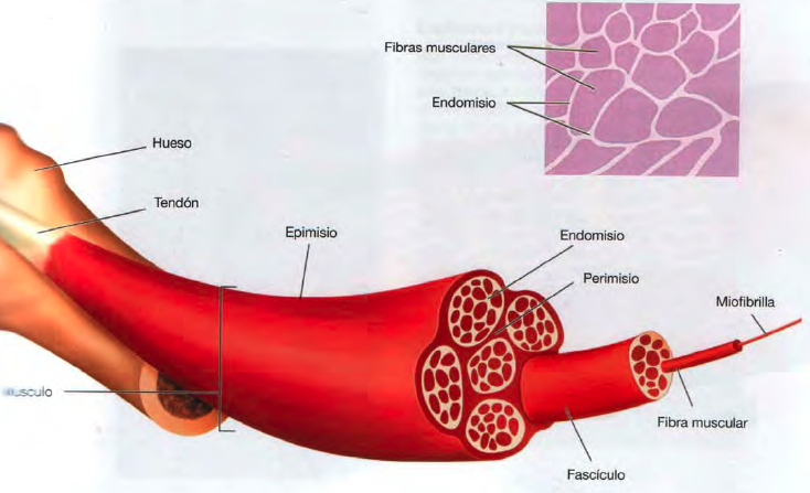 Educación Física y Recreación 2014: Estructura y función de los ...