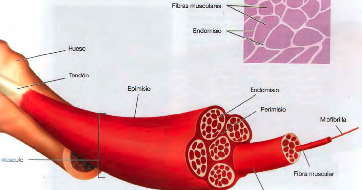 Educación Física y Recreación 2014: Estructura y función de los ...