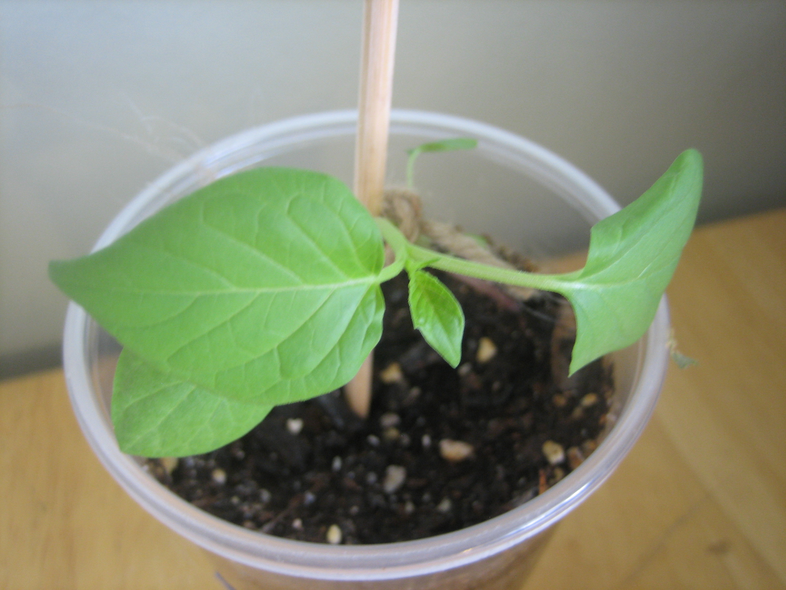 Where the Wild Greens Grow: Naranjilla, Goldenberry, Giant Ground ...