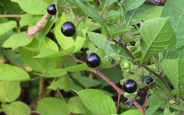 Mătrăguna, planta magică a românilor