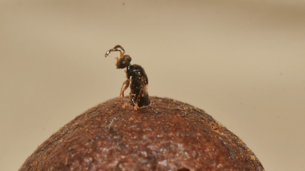 Springfield Plateau: Blueberry Stem Gall
