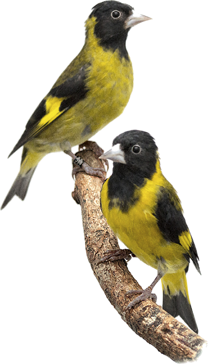 Pintassilgo, Tarin américain, Amerikaanse sijzen, Amerikanische zeisige ...