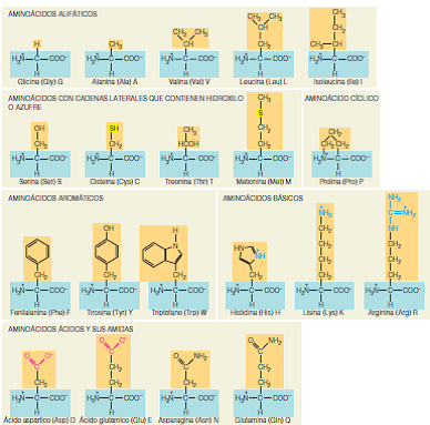 Bioquimica: Aminoácidos