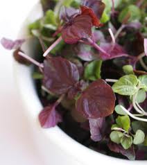 Micro herbs