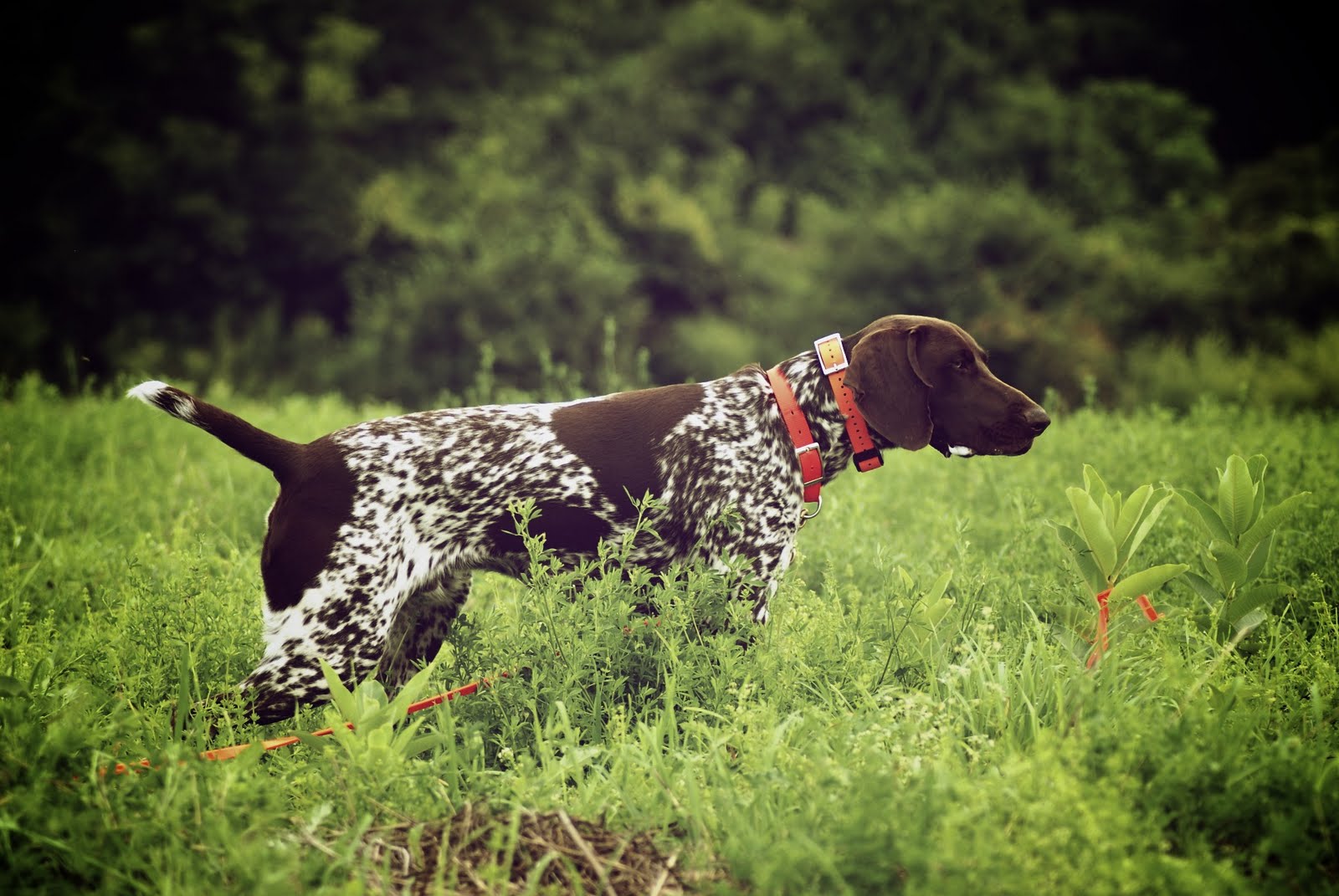 Adventures of a GSP Hunting Dog: Fieldwork: The Saga Continues