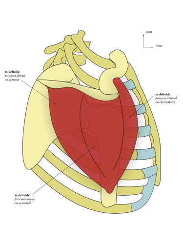 Muscle deltoïde