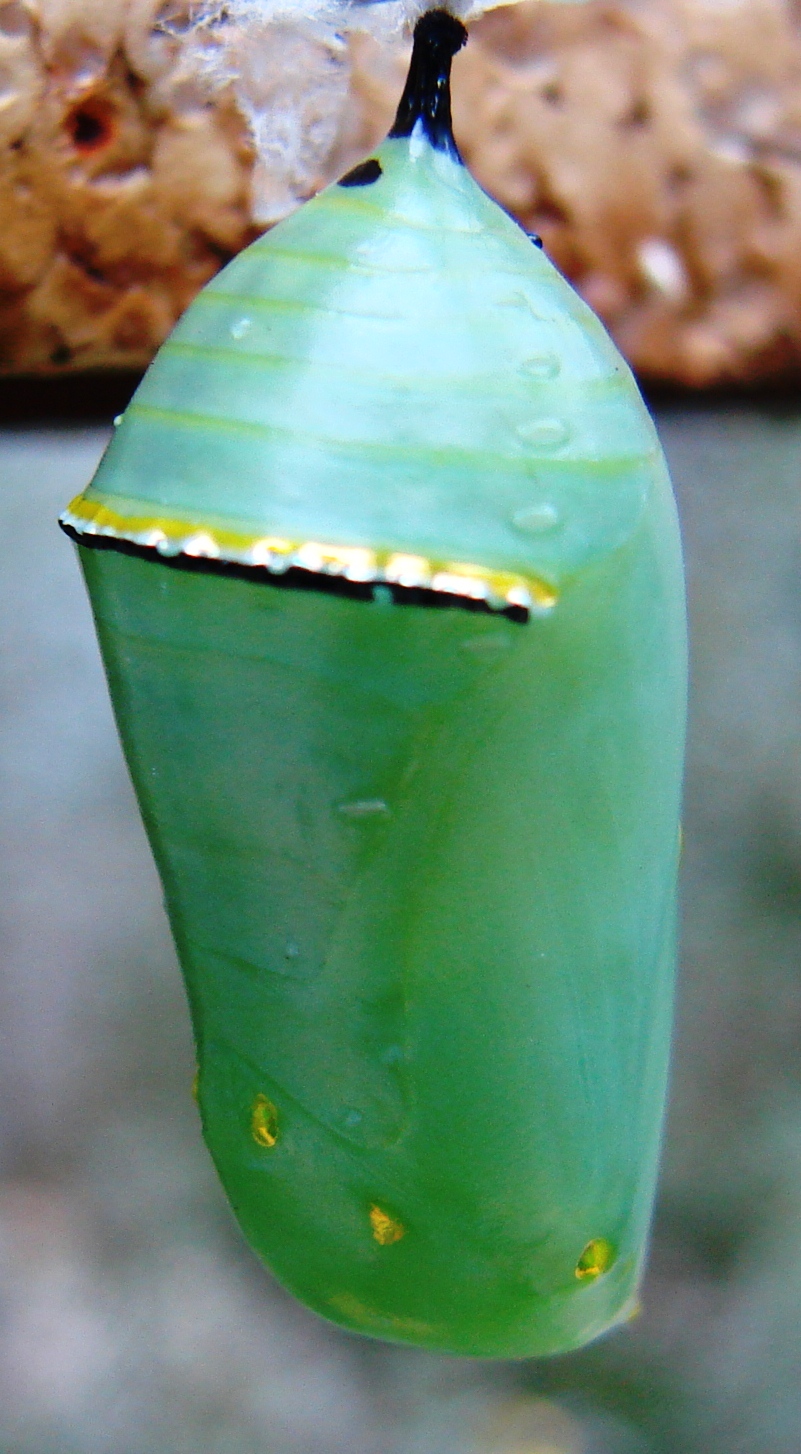 Fogeborboleta: Crisálida da borboleta-monarca