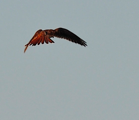 Birding Is Fun!: The Beauty of an American Kestrel
