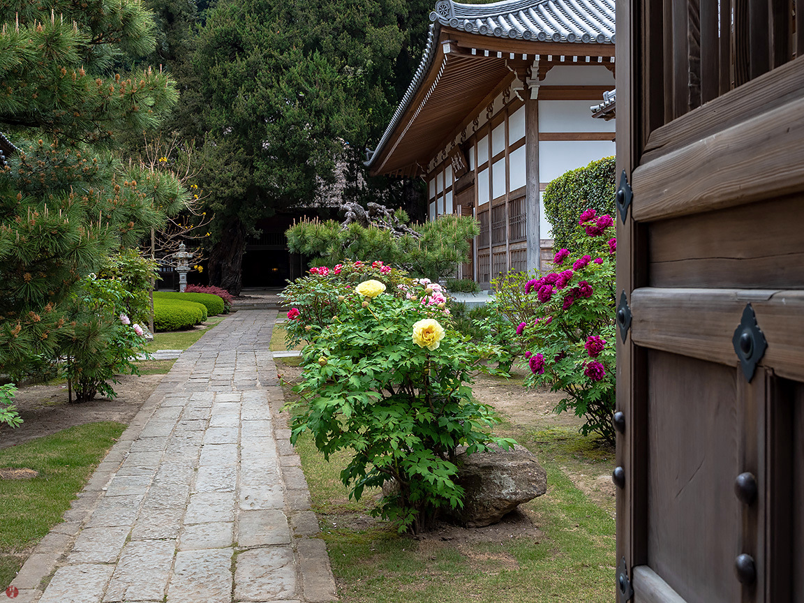 FROM THE GARDEN OF ZEN: Botan (Paeonia suffruticosa) flowers: Kencho-ji