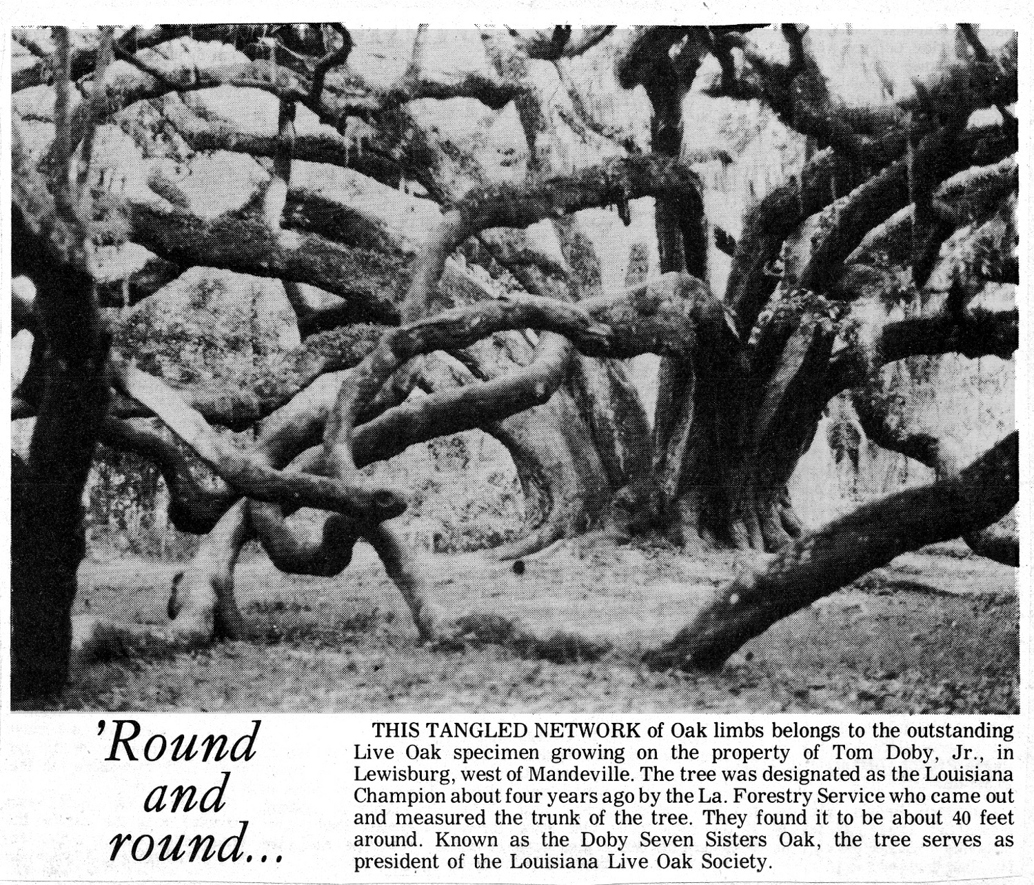 The Barthet Gallery: Seven Sisters Oak in Lewisburg