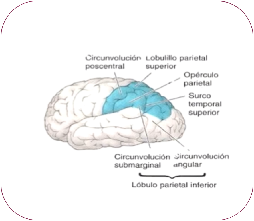 LÓBULO PARIETAL
