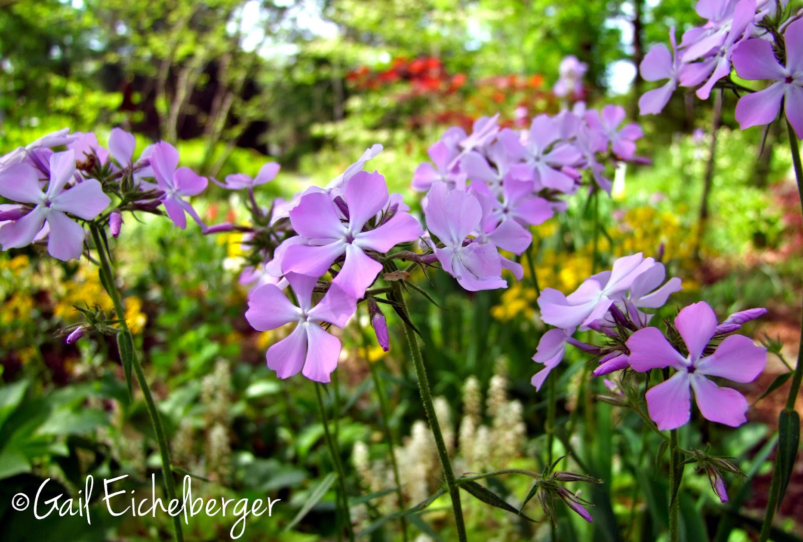 clay and limestone: Wildflower Wednesday: Practically Perfect Pink ...