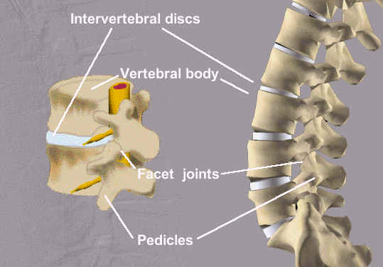 Low Back Pain | Chiropractic-Physiotherapy Clinic