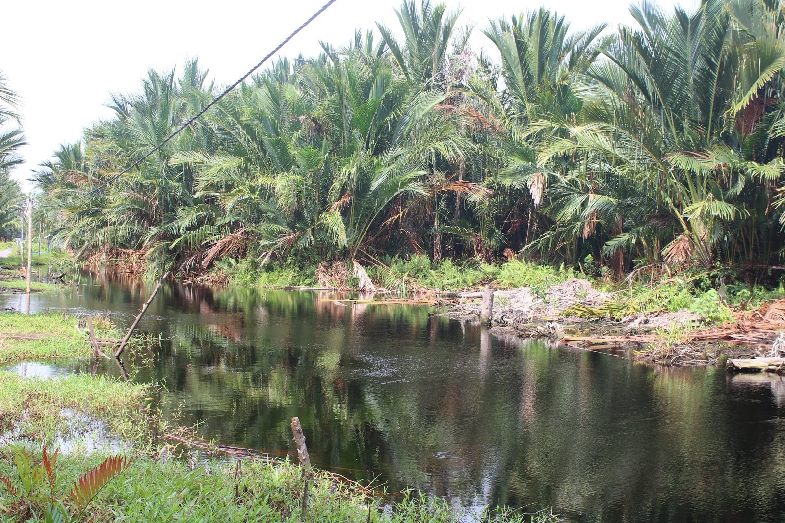 Potensi Budidaya Sagu di Sungai Tohor | Restorasi Gambut